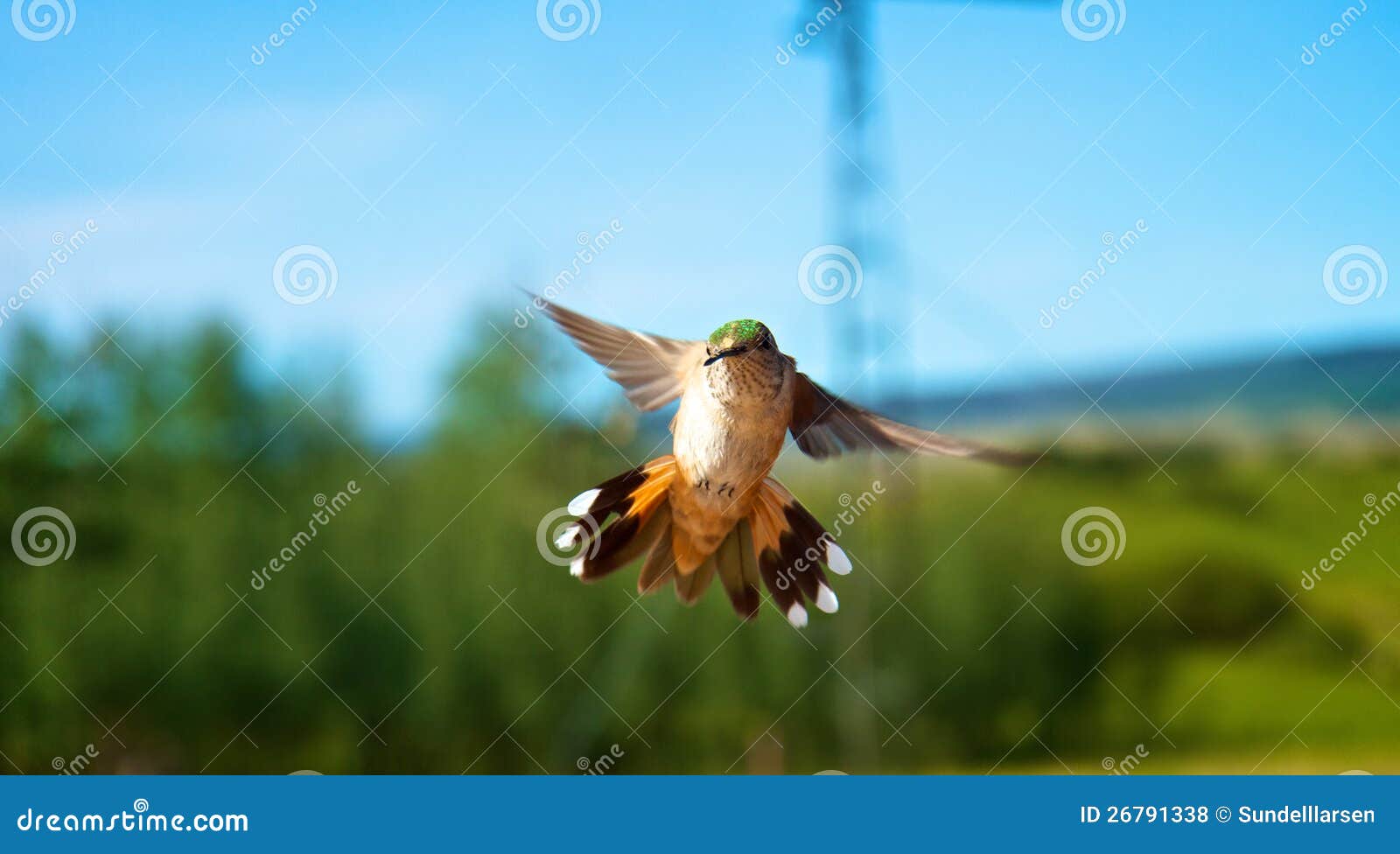 Hummingbirds in flight stock photo. Image of colubris - 26791338