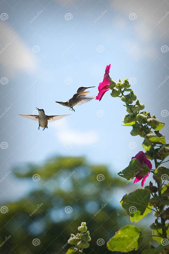 Hummingbirds at a Flower stock image. Image of fast, feet - 4982239