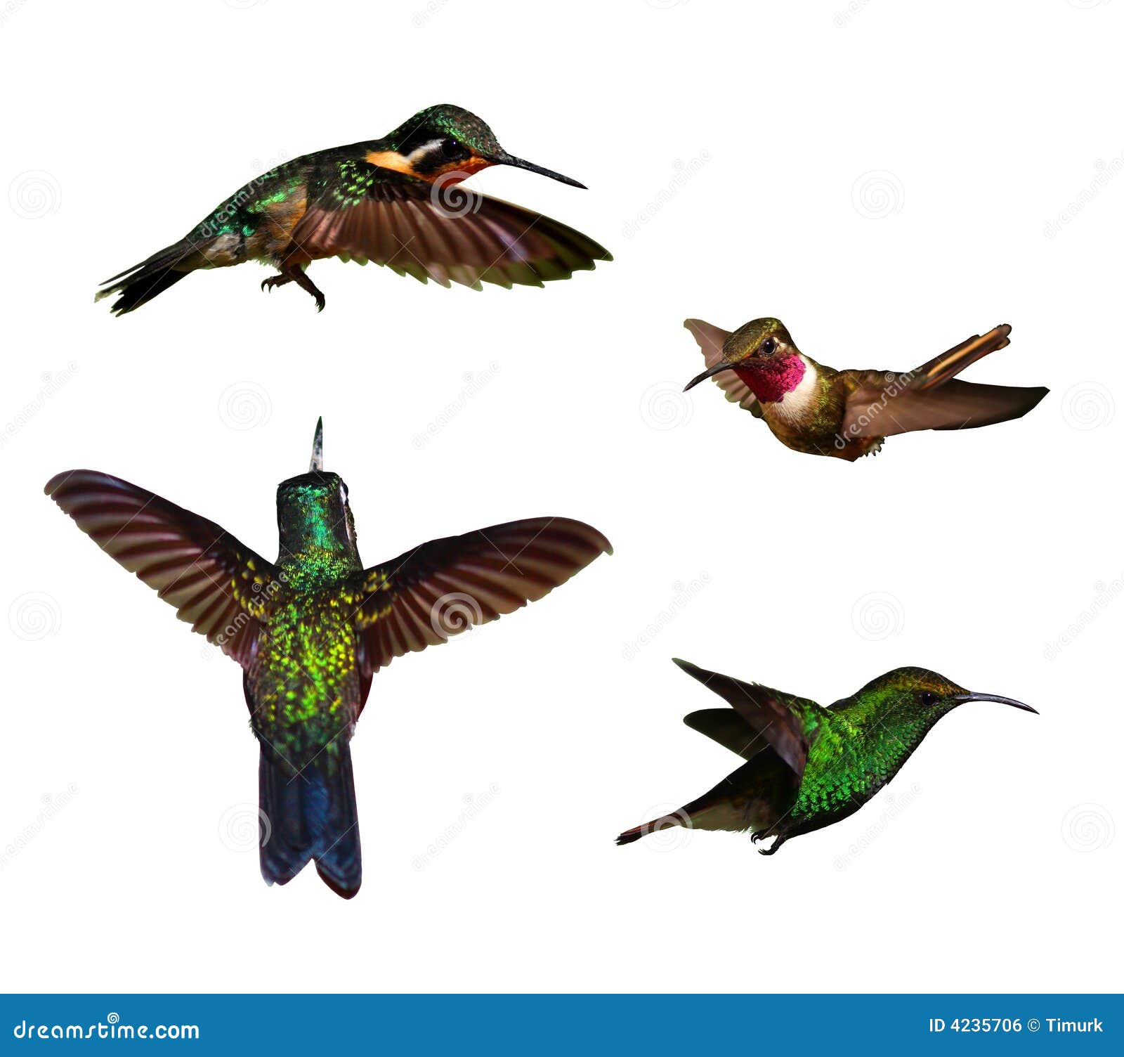 Hummingbirds Isolated Over White Background with P Stock Photo - Image ...