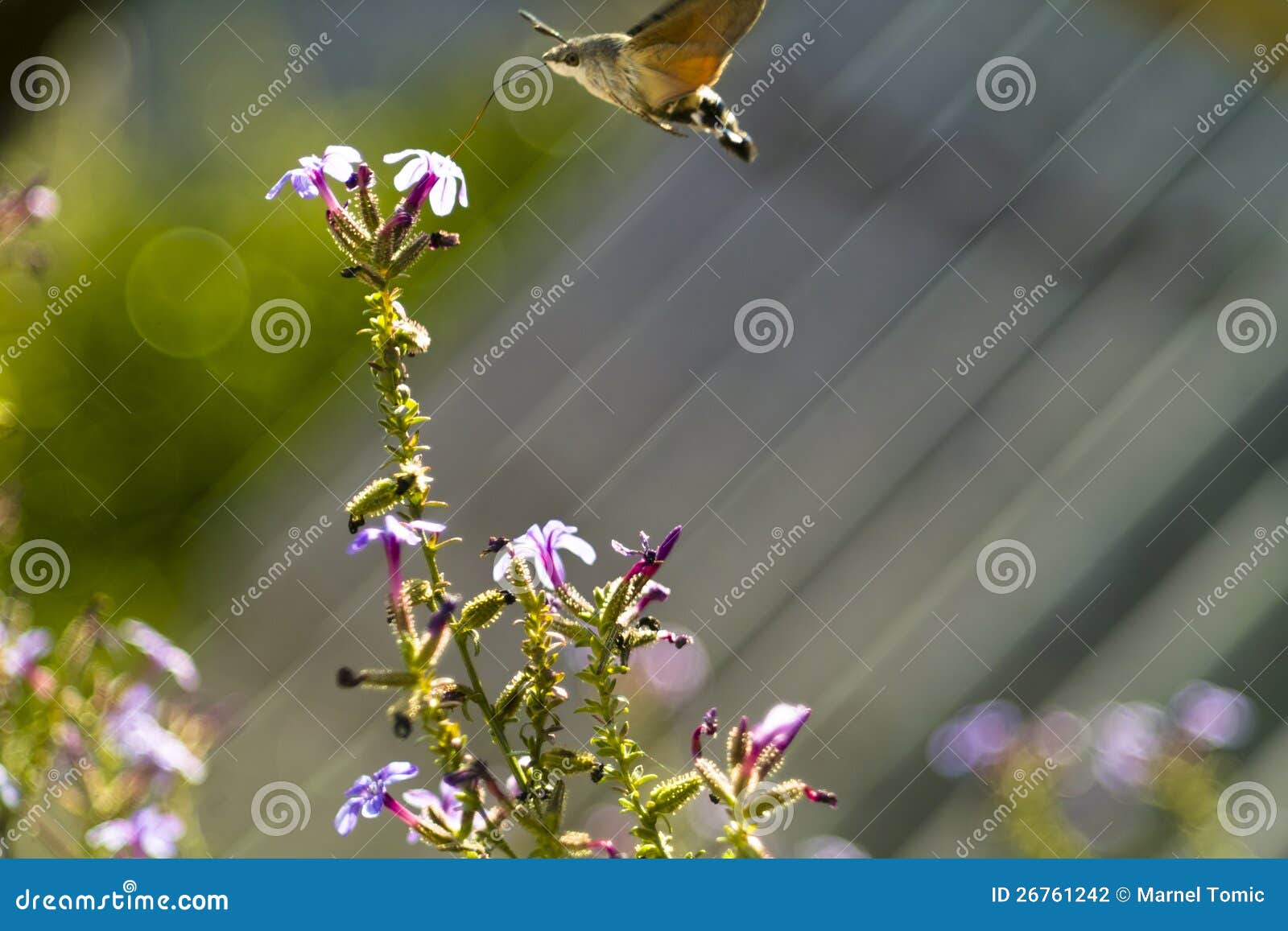 Hummingmoth (Macroglossum Stellatarum) Stock Photo - Image of balm ...