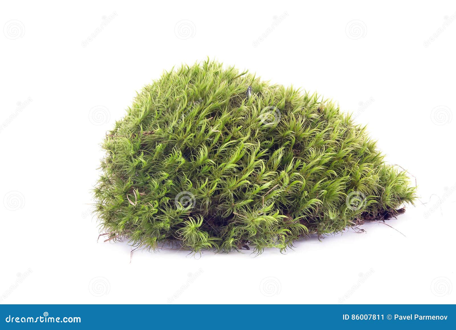 Hummock on the white stock image. Image of flora, field - 86007811