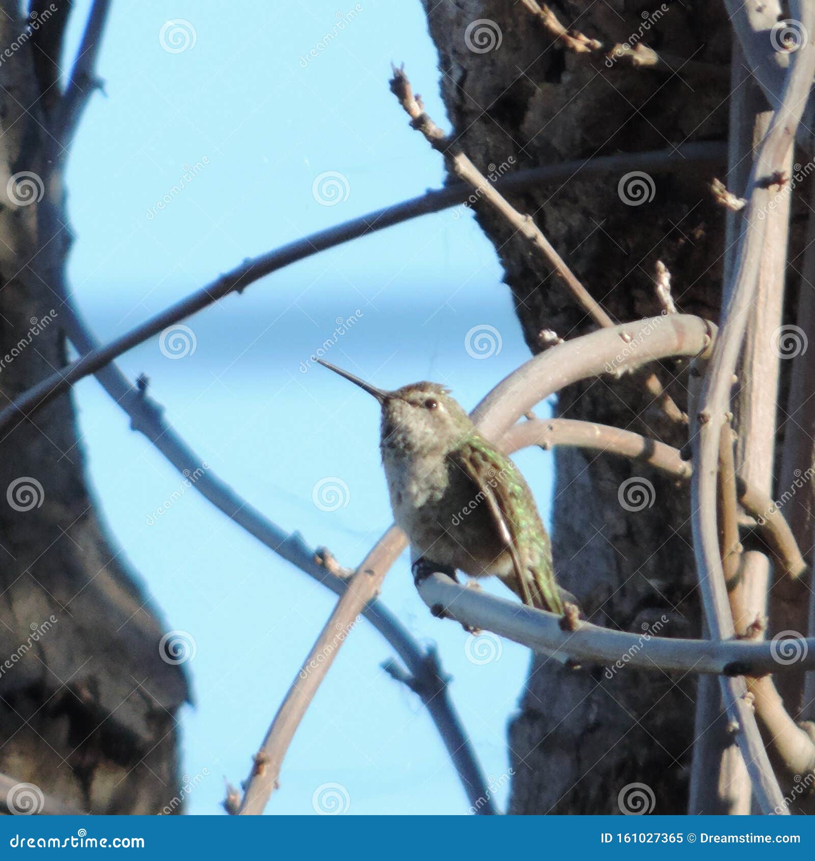 Hummy stock image. Image of zoom, bird, birdy, hummingbird - 161027365