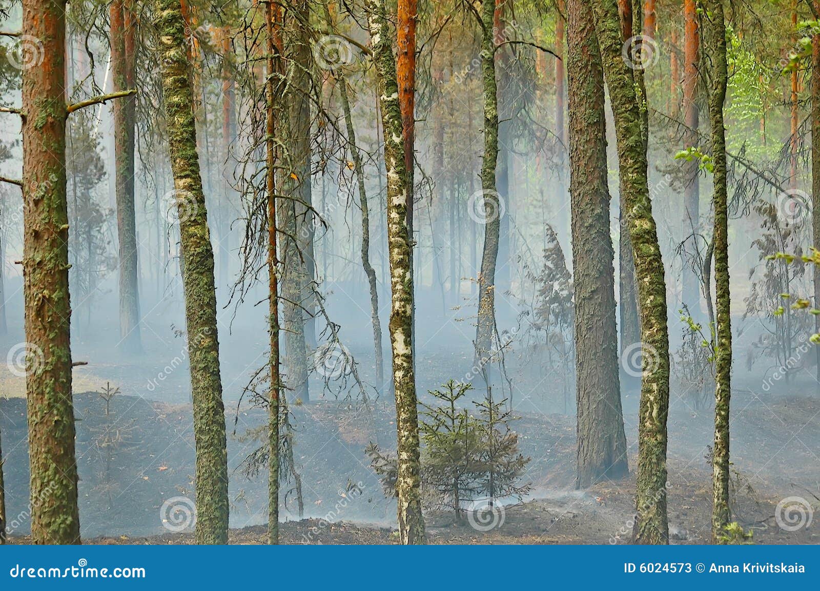 Humo en la madera imagen de archivo. Imagen de hierba - 6024573