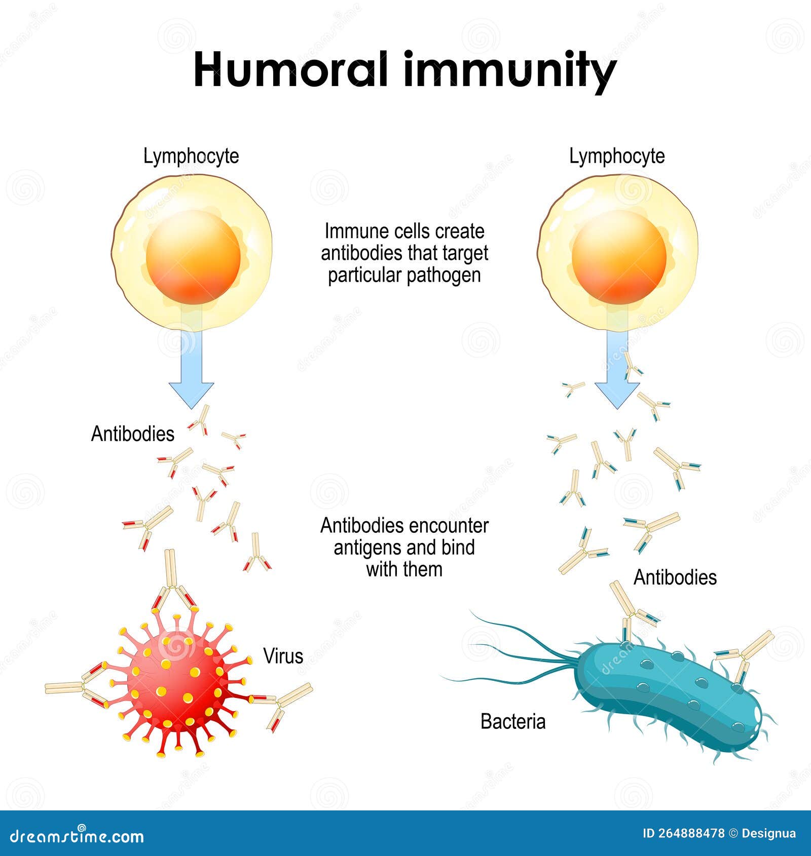 Humoral Immunity Bacteria Virus Lymphocyte And Antibody Stock Vector