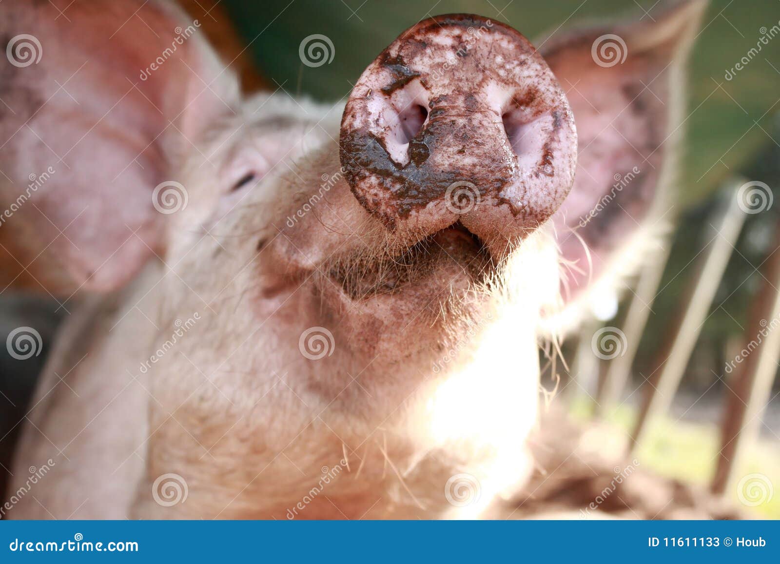 Humorous looking pig stock image. Image of smell, pork - 11611133