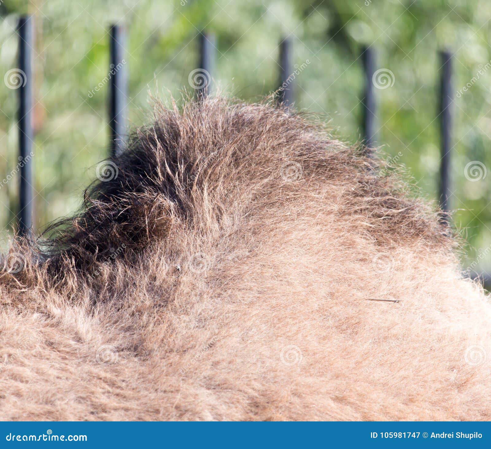 The hump of a camel stock image. Image of outdoors, mammal - 105981747