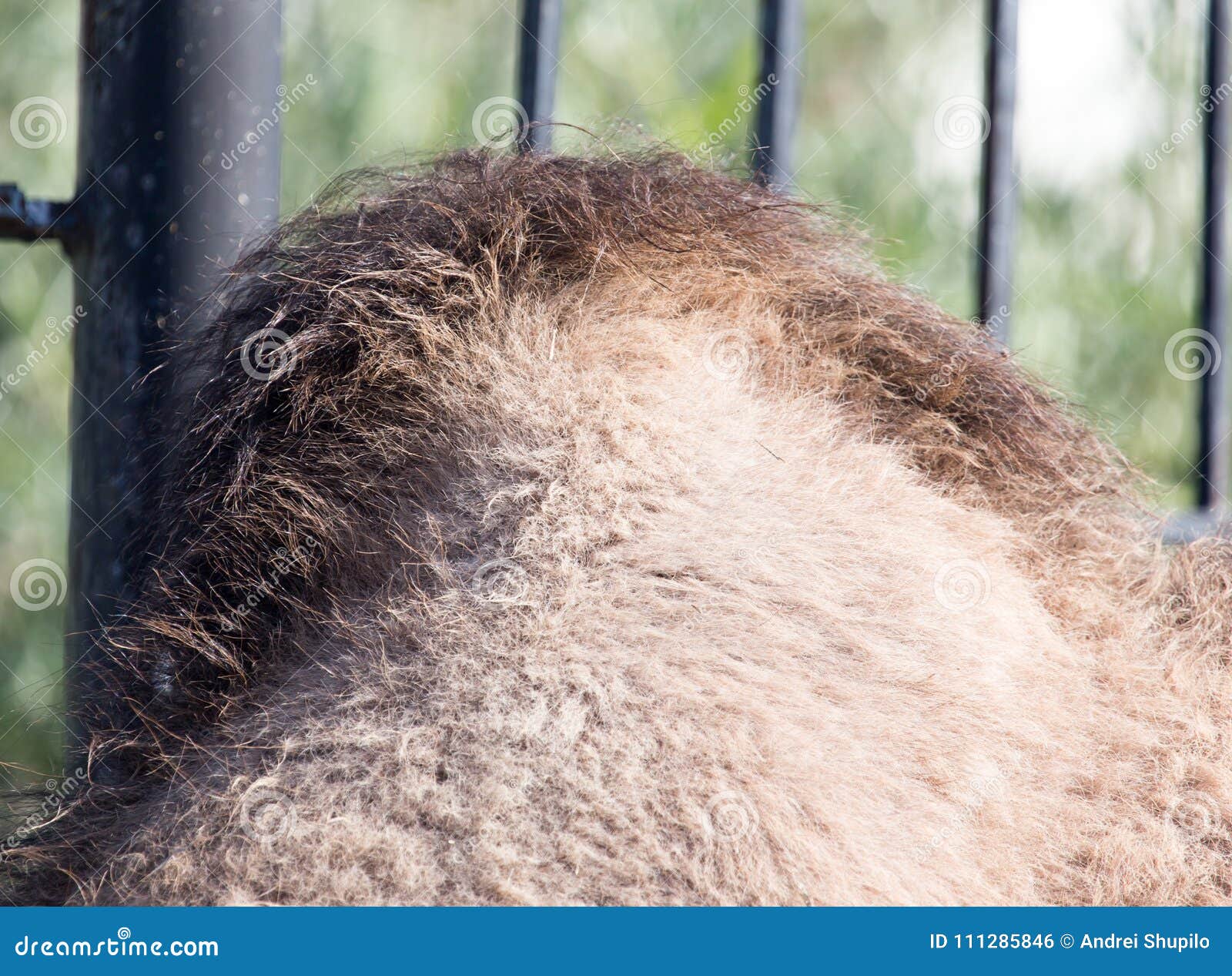 The hump of a camel stock photo. Image of brown, travel - 111285846