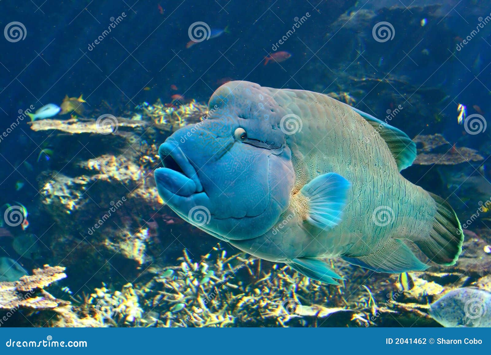Maori Wrasse With Two Sergeant Major Fish And One Watchman Goby Fish ...