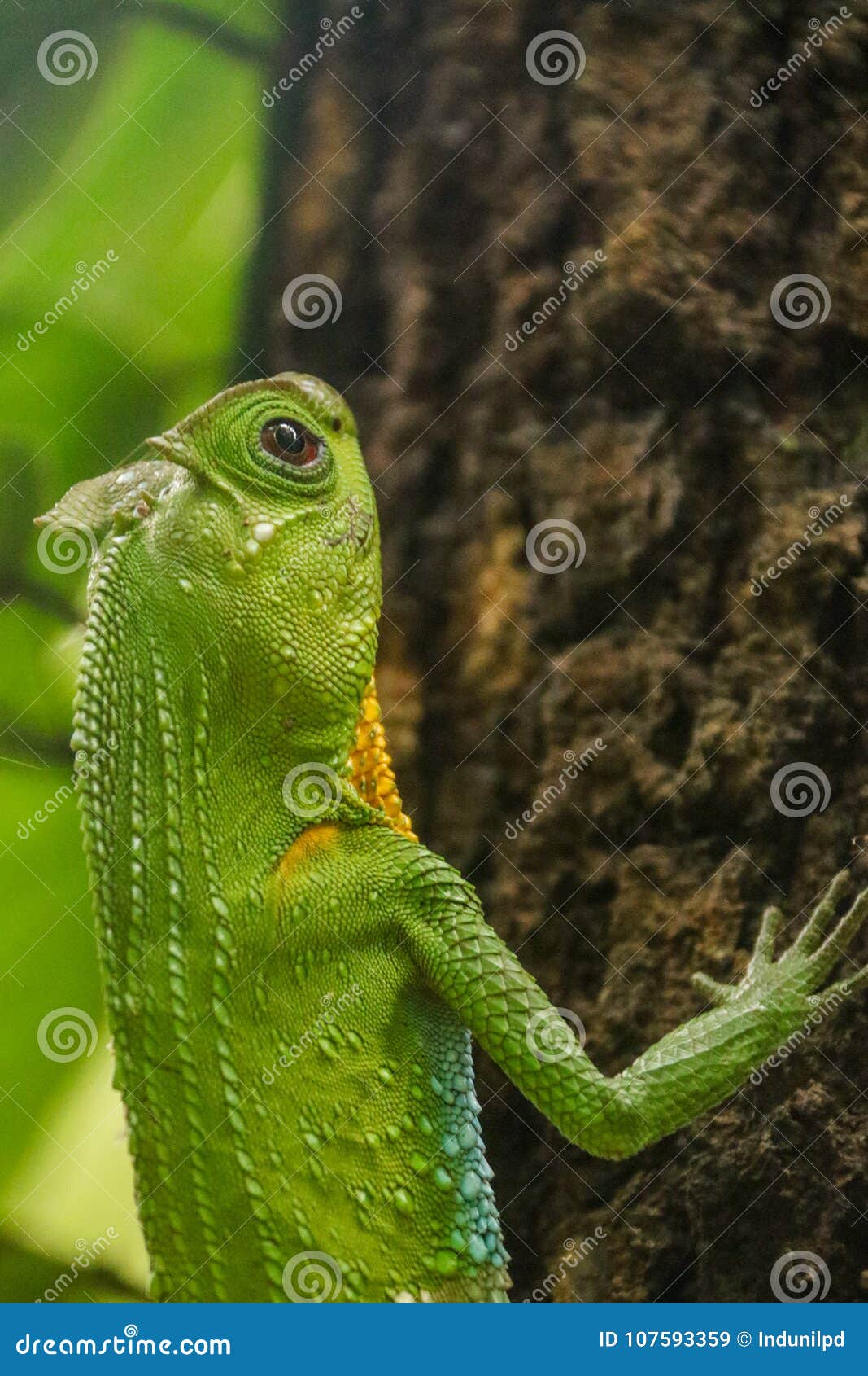 Hump nosed lizard on tree stock image. Image of animals - 107593359