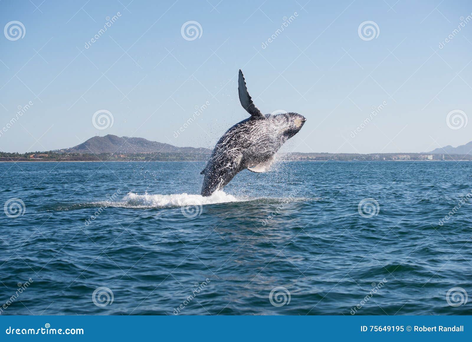 Humpback breaching 2 stock image. Image of north, nature - 75649195