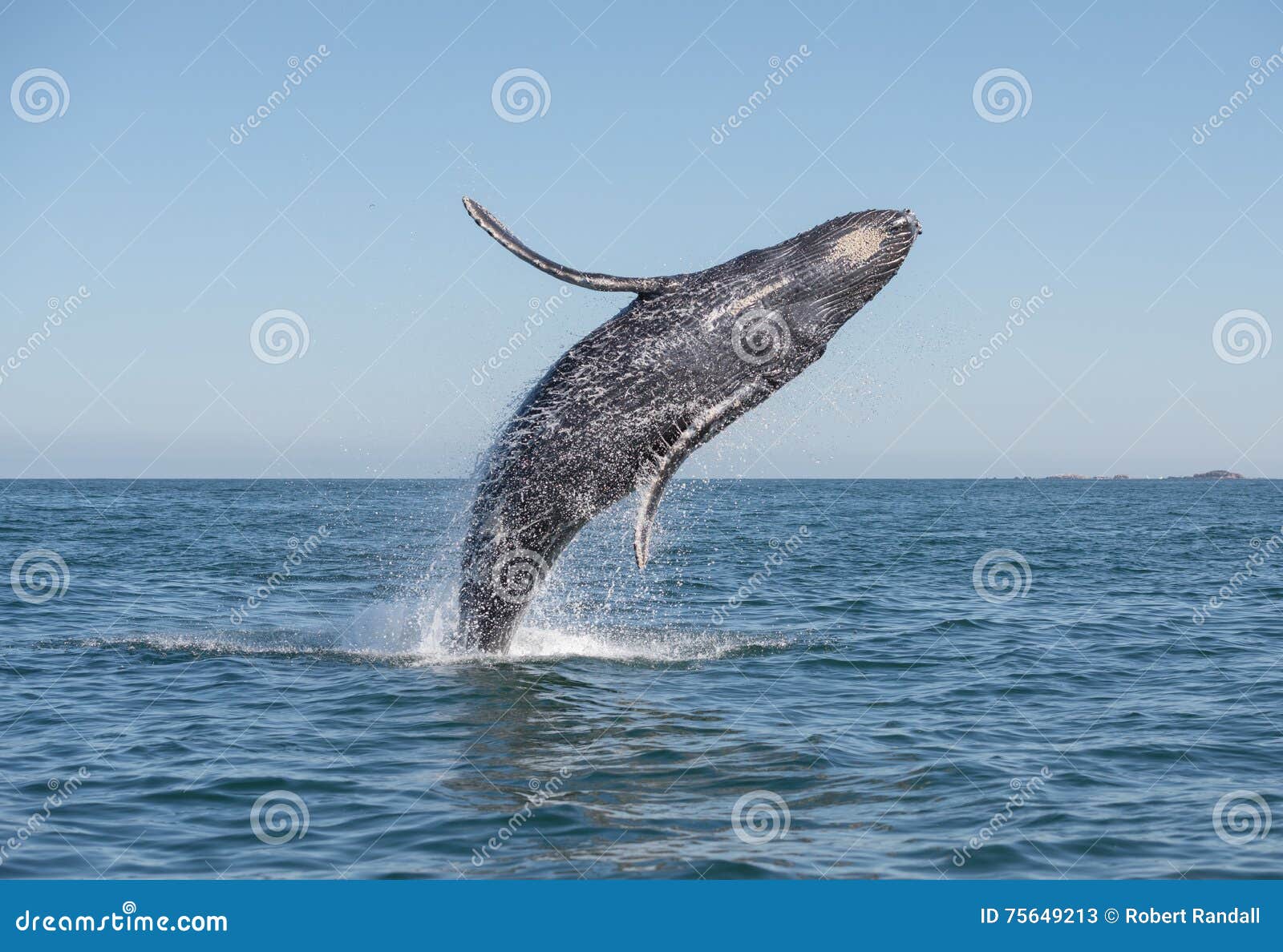 Humpback breaching stock image. Image of leap, breaches - 75649213
