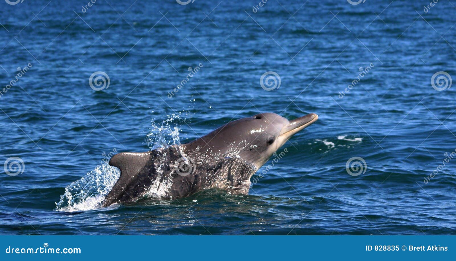 Humpback Dolphin stock image. Image of marine, peace, playful - 828835