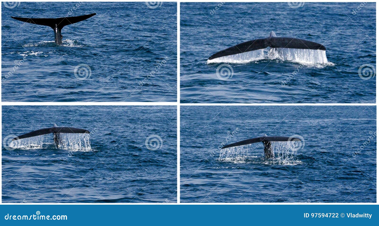 Humpback Fin Whale on the Sea Stock Photo - Image of baleen, hawaii ...