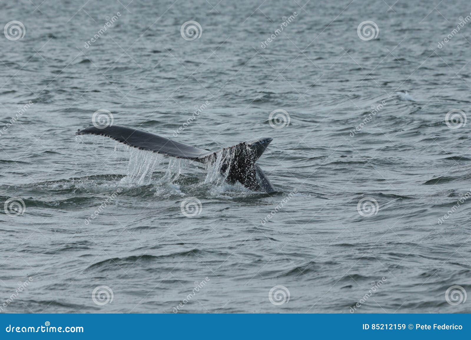Humpback Fluke stock image. Image of water, diving, mammal - 85212159