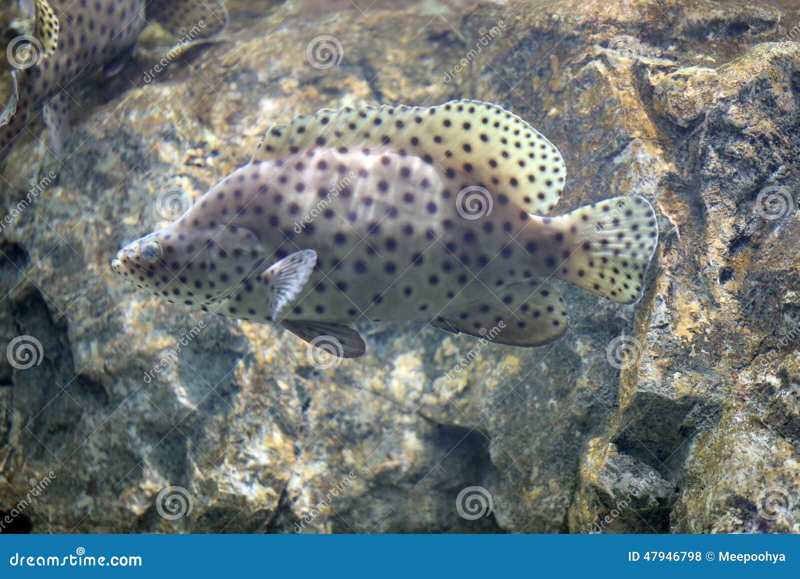 Humpback Grouper or Barramundi Cod, Panther Grouper. Stock Photo ...