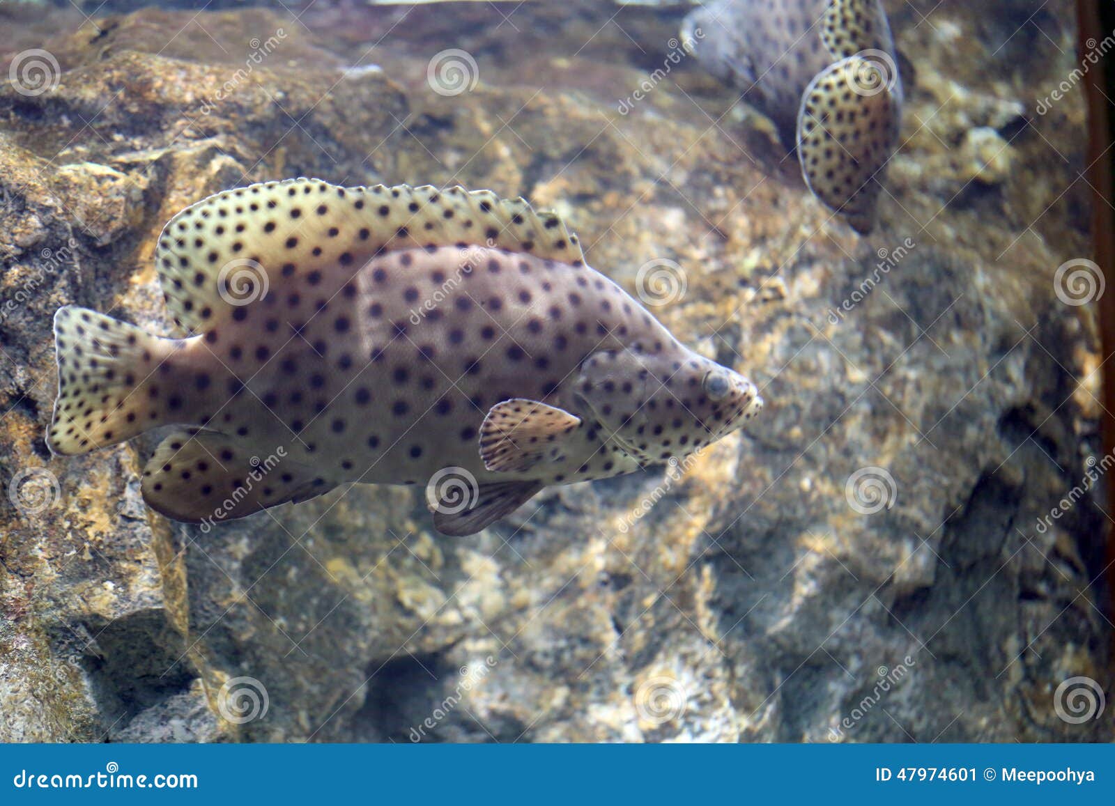 Humpback Grouper or Barramundi Cod, Panther Grouper. Stock Image ...