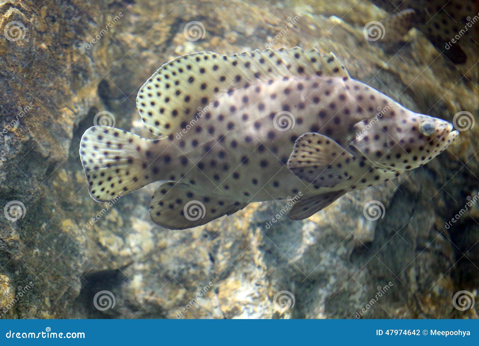 Humpback Grouper or Barramundi Cod, Panther Grouper. Stock Photo ...