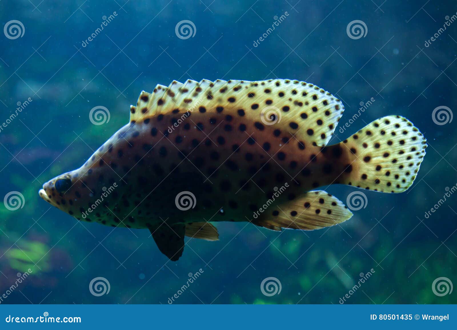 Humpback Grouper Royalty-Free Stock Image | CartoonDealer.com #73963294