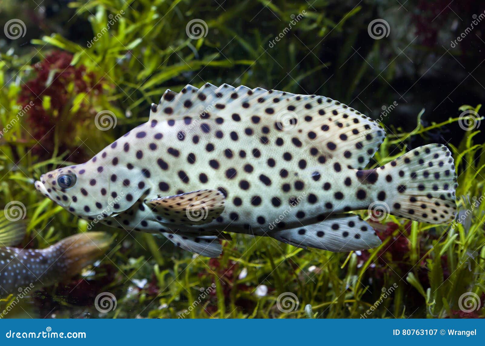 Humpback Grouper Cromileptes Altivelis Stock Image - Image of coral ...