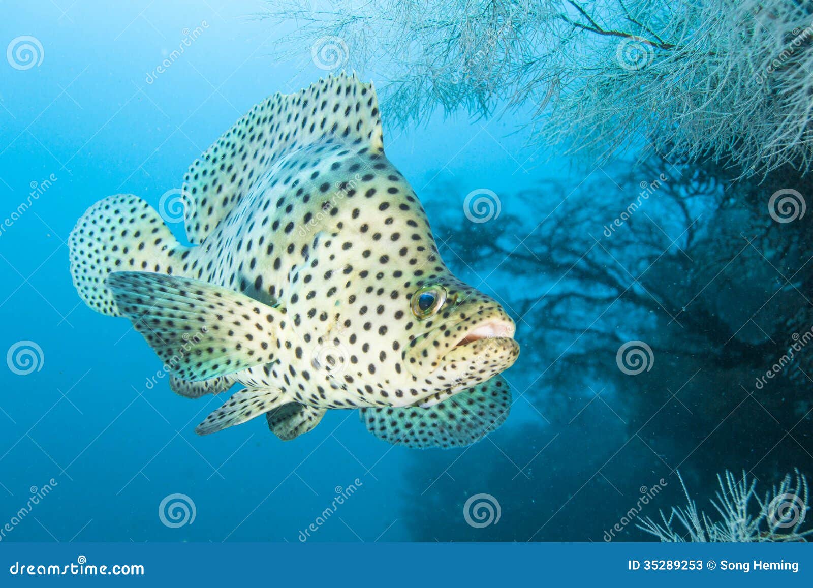 Humpback Grouper Royalty-Free Stock Image | CartoonDealer.com #73963294
