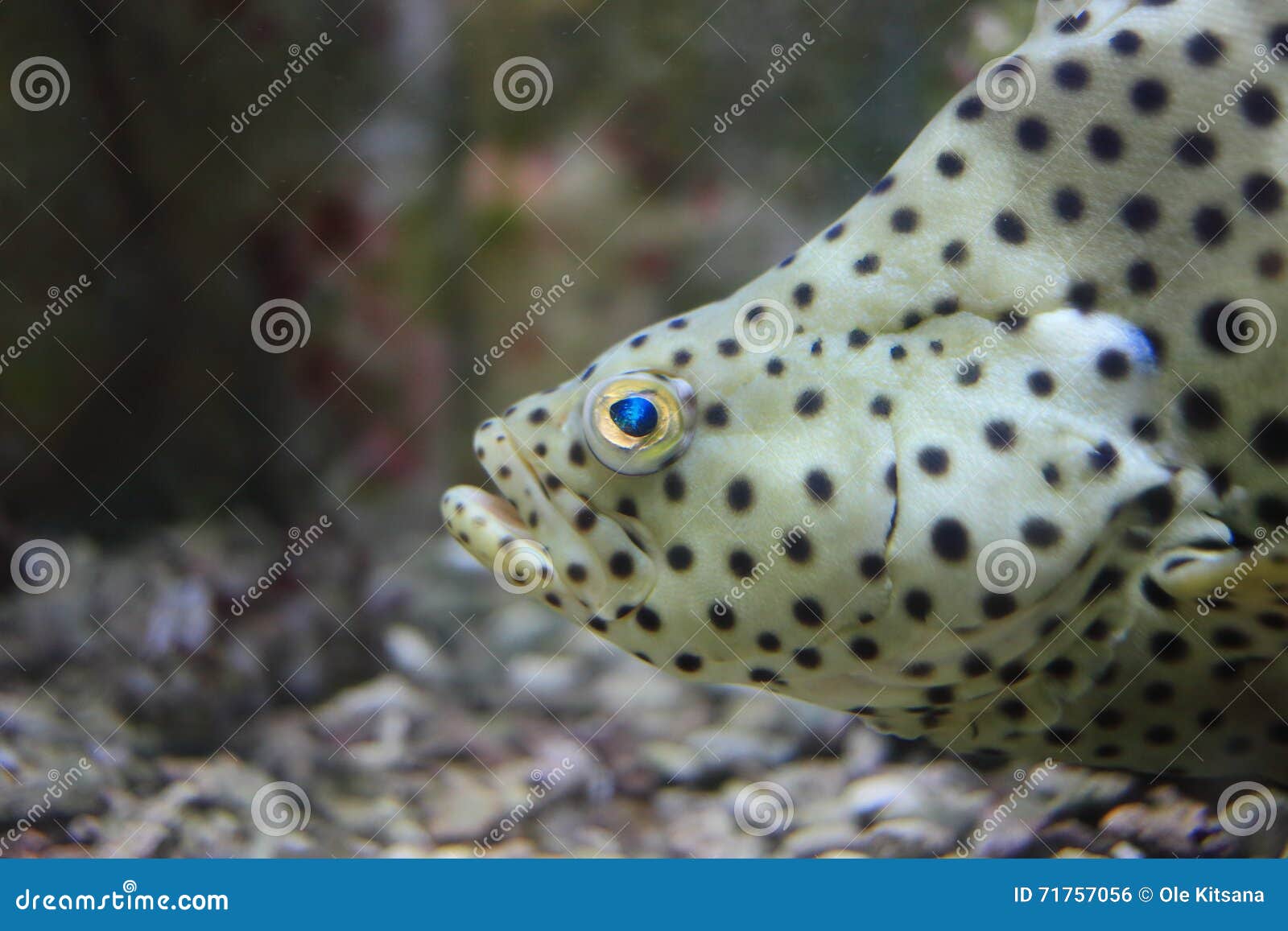 Humpback grouper stock photo. Image of marine, animal - 71757056