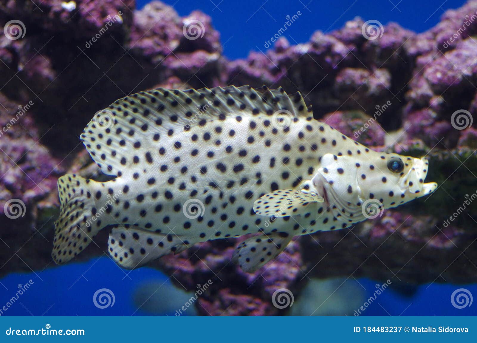 The Humpback Grouper, Panther Grouper or Barramundi Cod Cromileptes ...