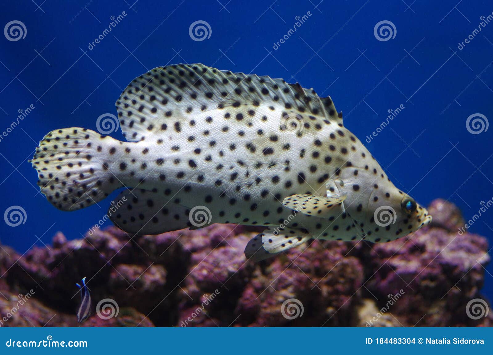 The Humpback Grouper, Panther Grouper or Barramundi Cod Cromileptes ...