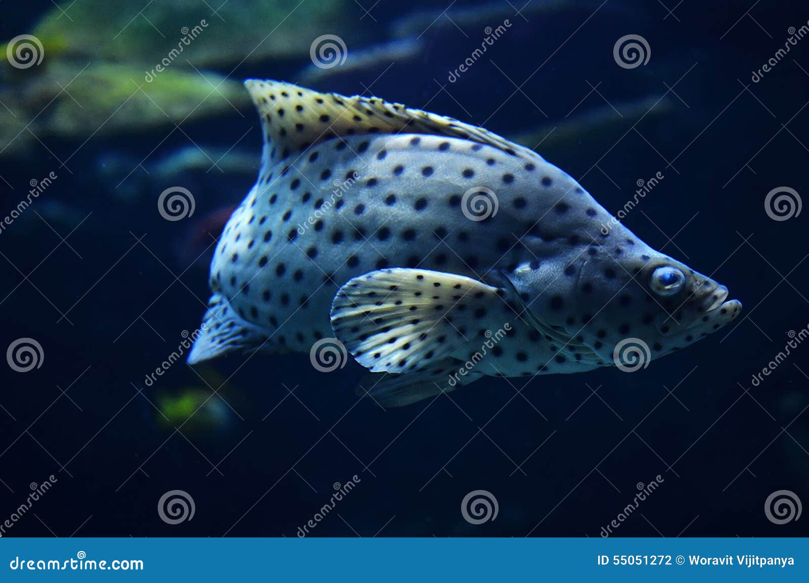 Humpback grouper stock photo. Image of grouper, panther - 55051272