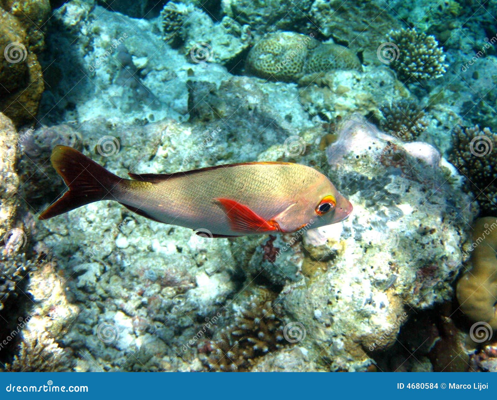 Humpback Red Snapper stock photo. Image of coral, azzannatore - 4680584