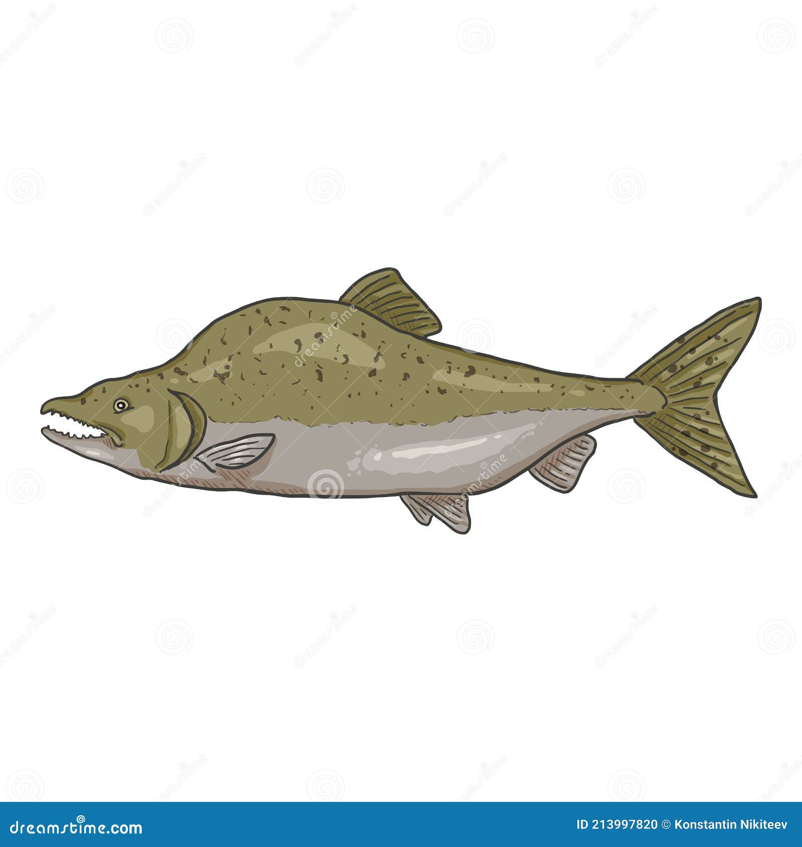 Cartoon Pink Salmon