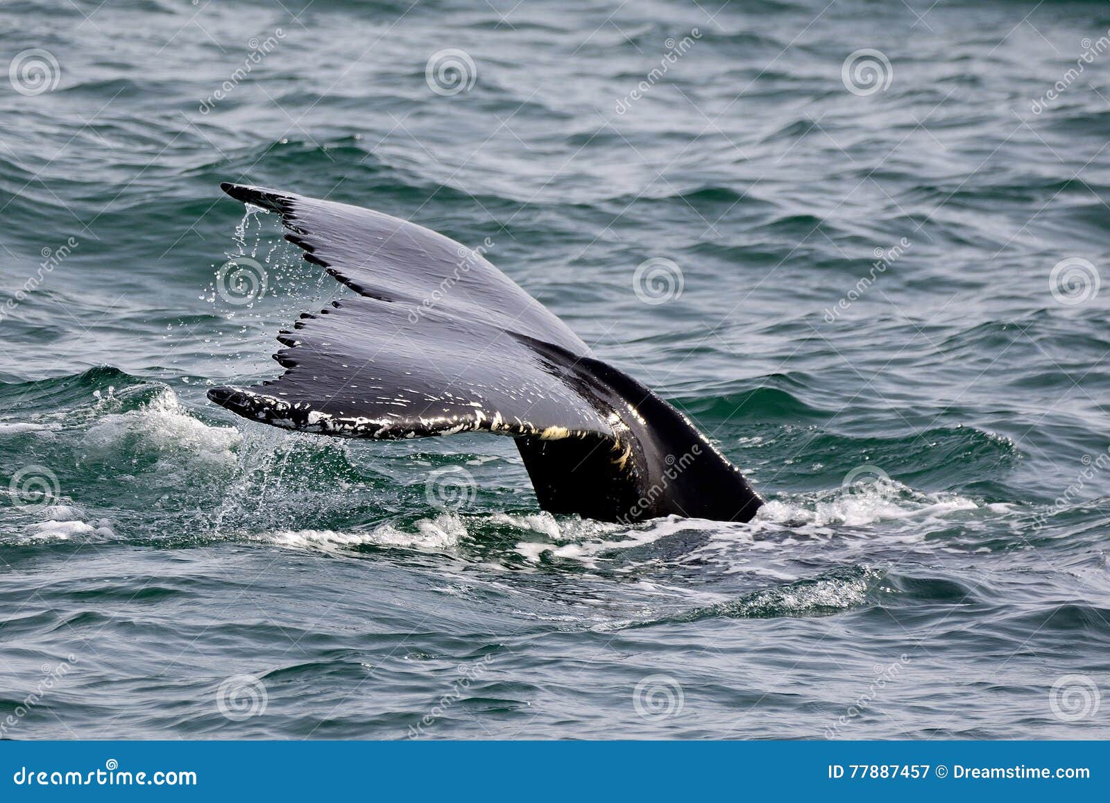Humpback tail fin stock image. Image of horizontal, closeup - 77887457