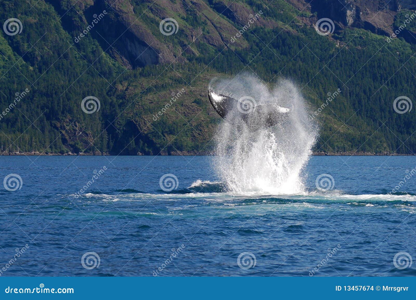 Humpback Tail lift 4479a stock photo. Image of mammals - 13457674