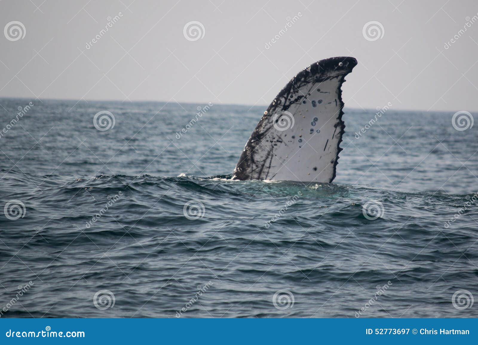 A Humpback Wave stock image. Image of waves, whales, south - 52773697
