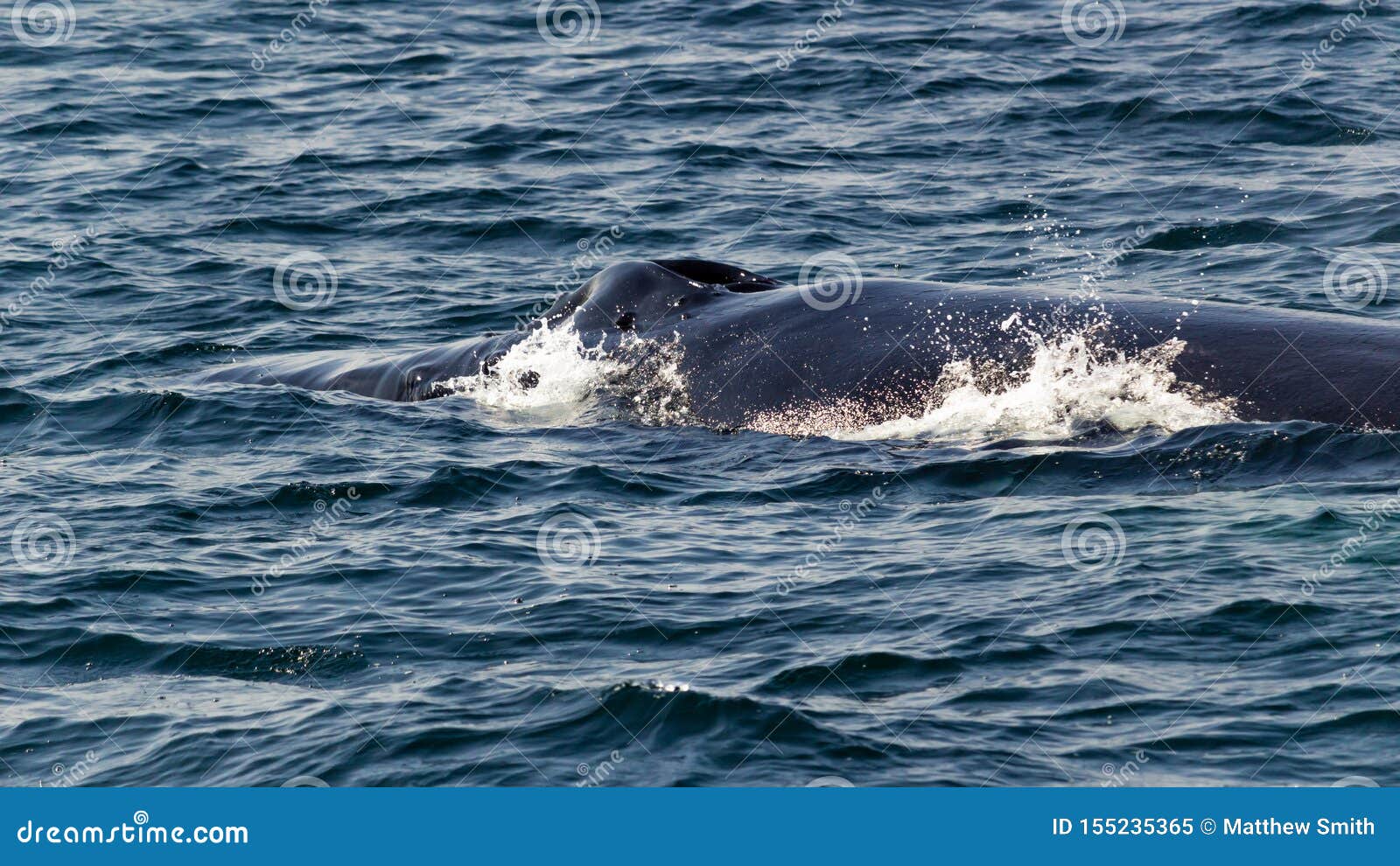 Humpback Whale Back at the Surface Stock Image - Image of surface, back ...