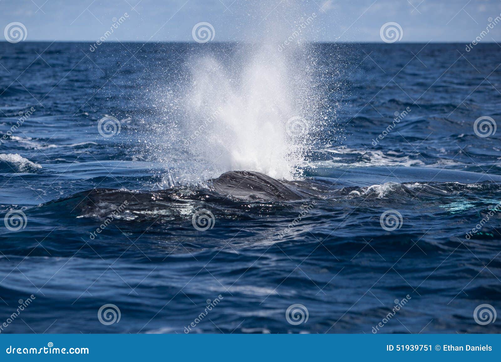 Humpback Whale Blow At Surface Stock Image Image Of Active Blow 51939751