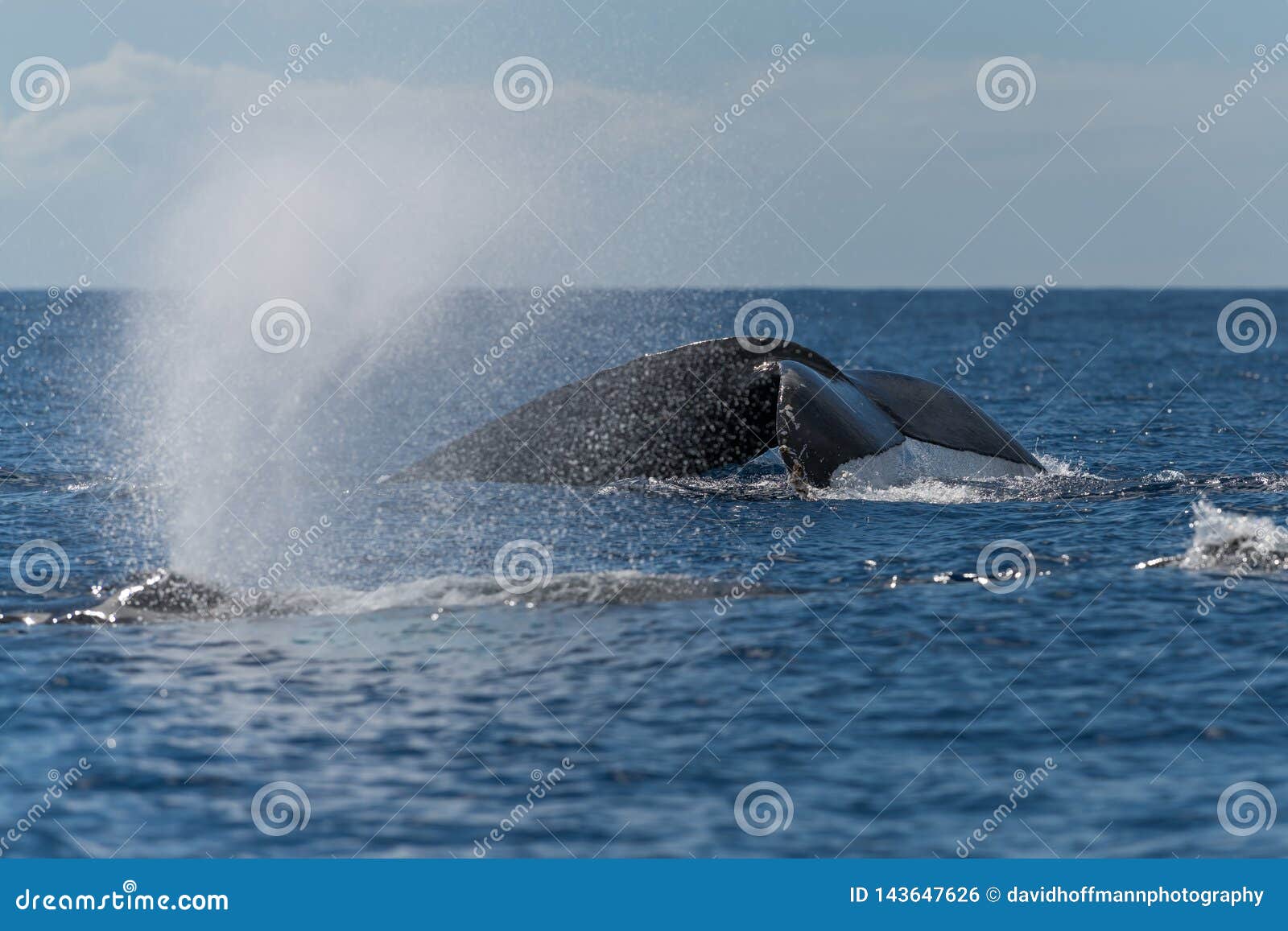 Humpback Whale Blowing or Spouting Stock Photo - Image of breathing ...