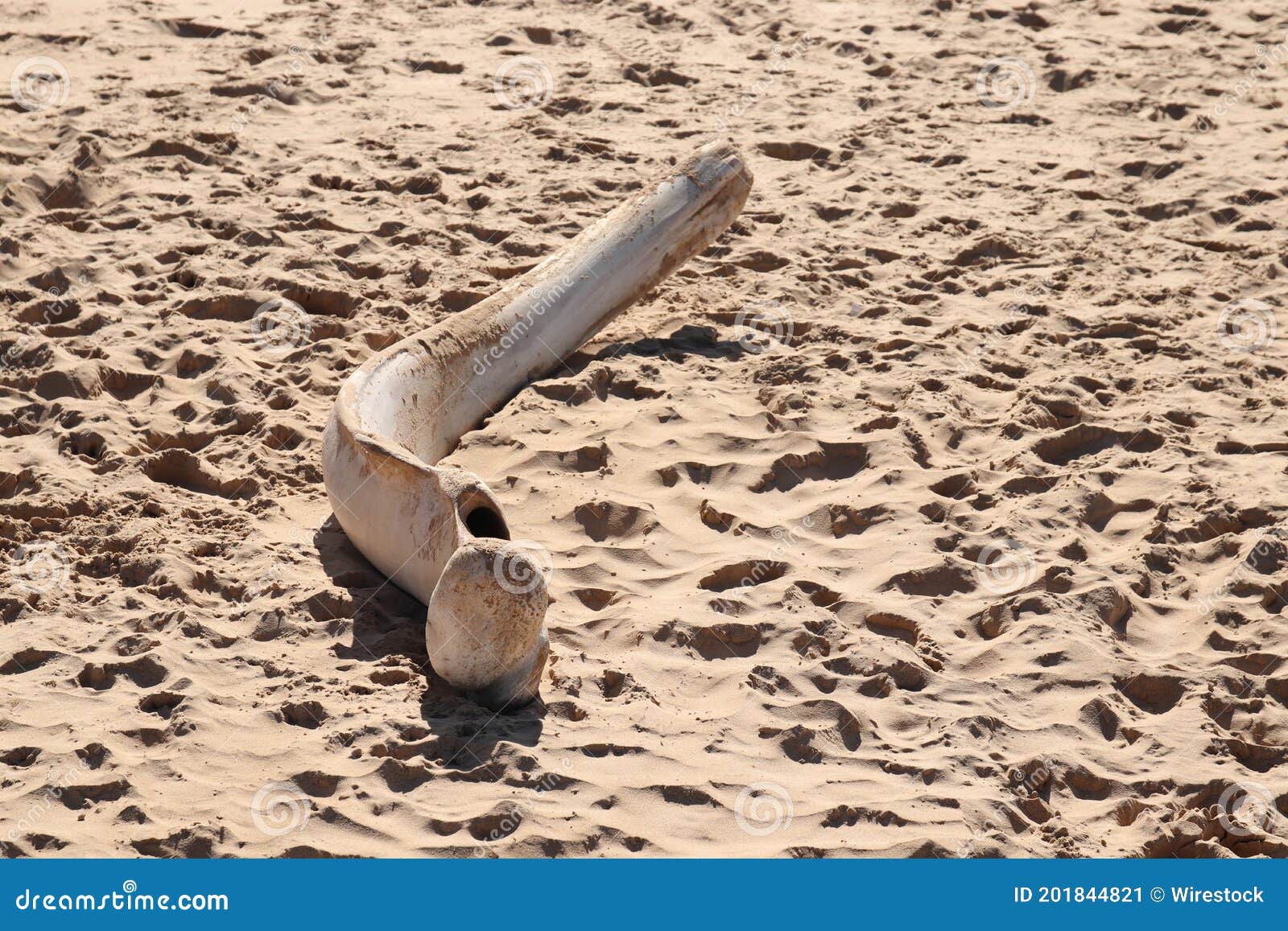 A Humpback Whale Bone on Beach Sand Stock Image - Image of blue, large ...