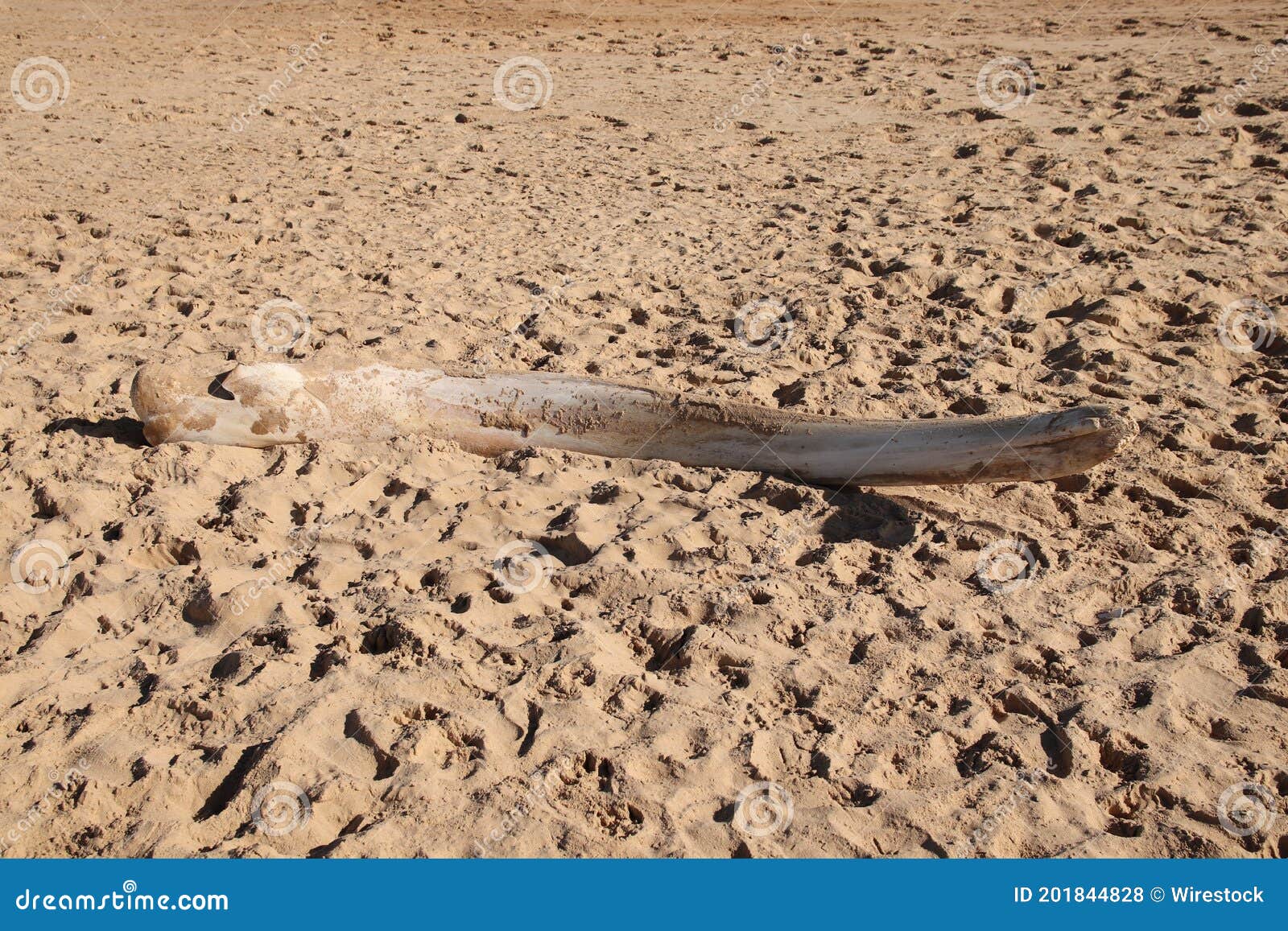 A Humpback Whale Bone on Beach Sand Stock Photo - Image of africa ...