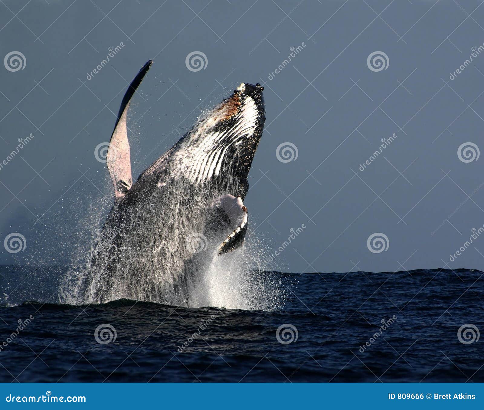 Humpback whale breach stock photo. Image of coil, fervor - 809666