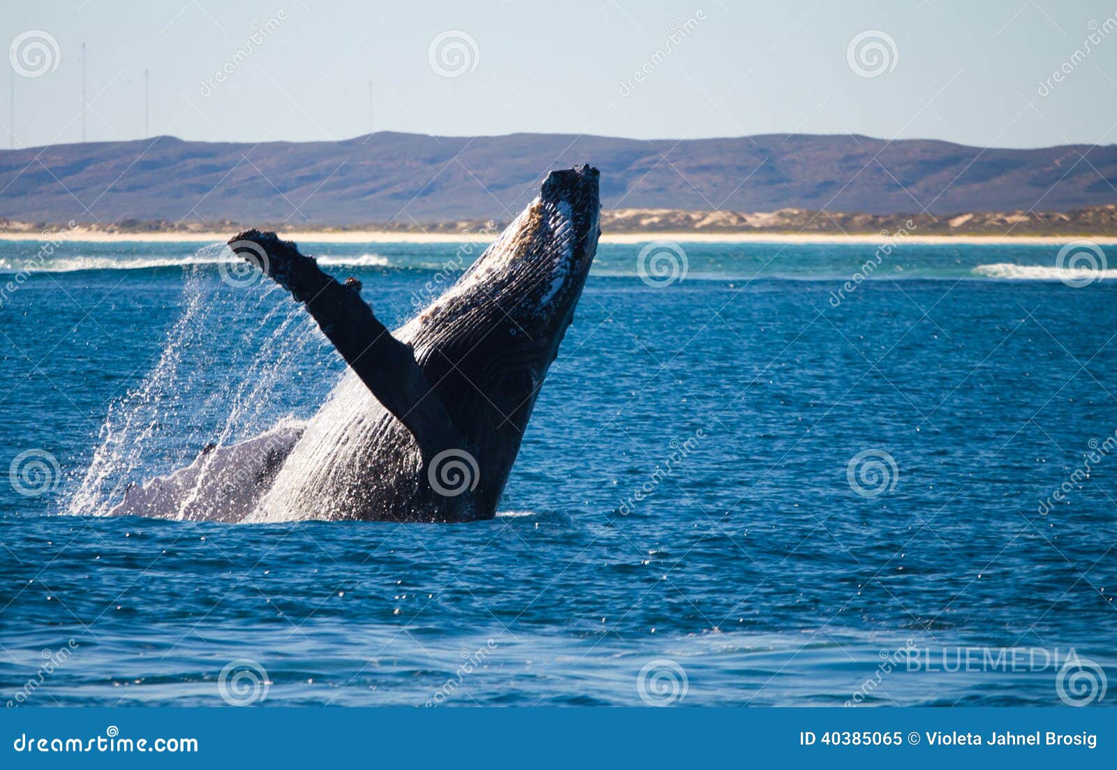 Humpback whale breach stock image. Image of colourfoul - 40385065
