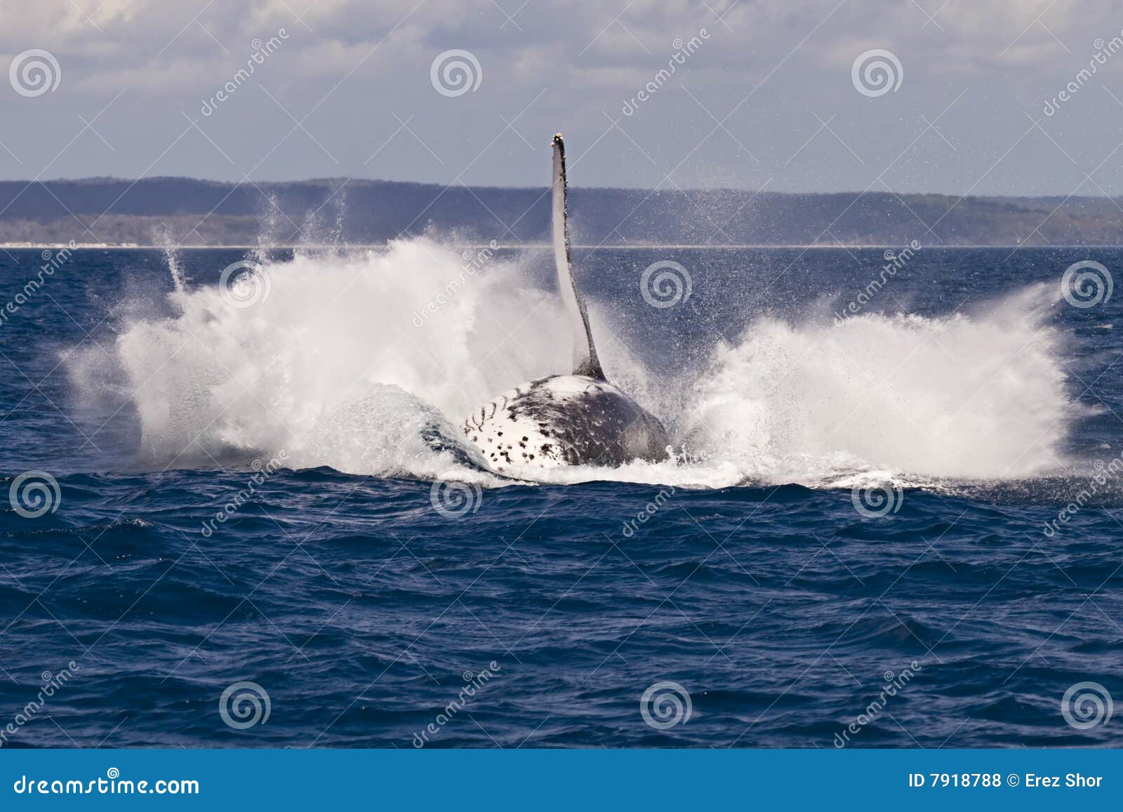 Humpback Whale Breach Splash Stock Photo - Image of barnacles, jump ...