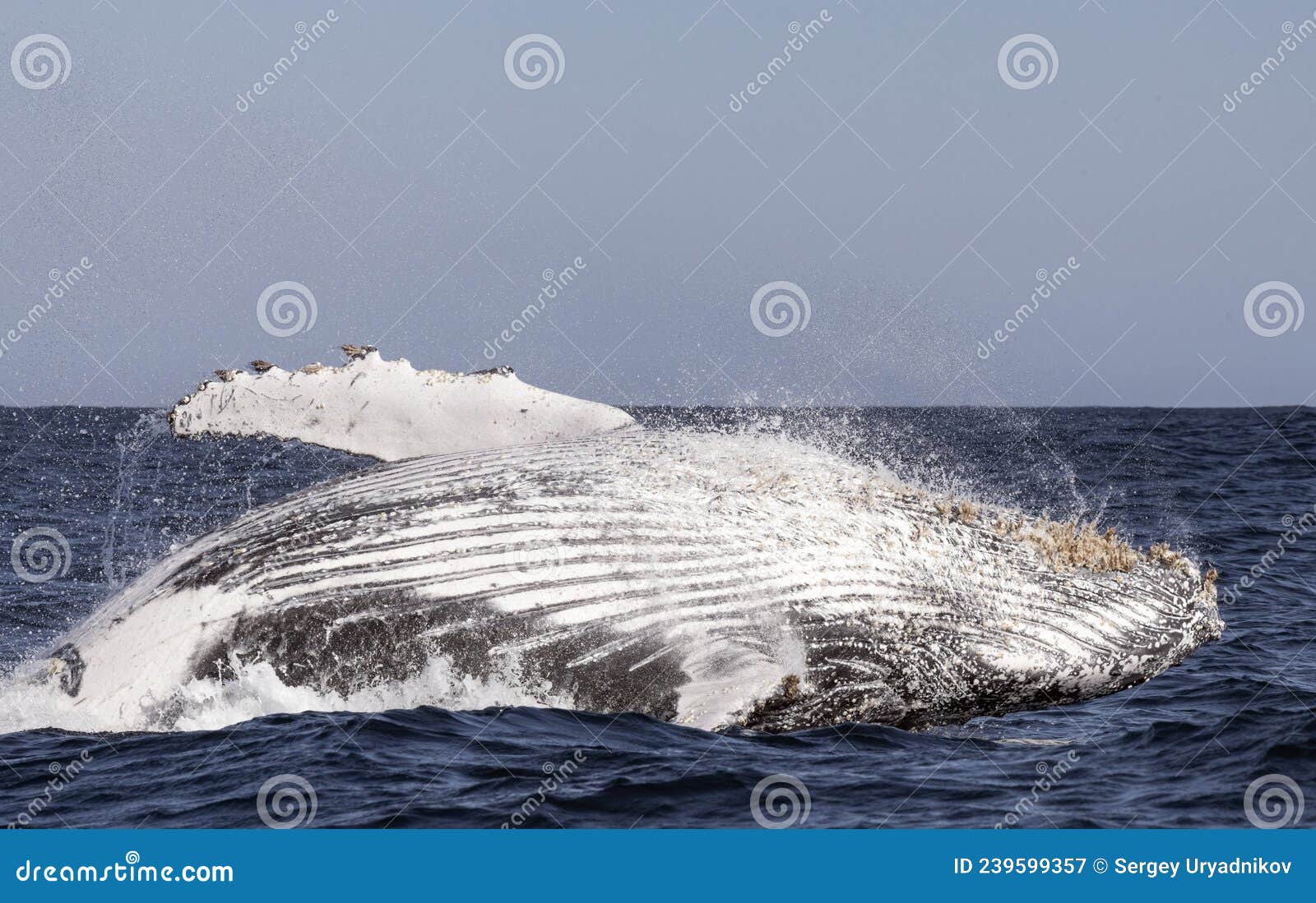 Humpback Whale Breaching. Humpback Whale Jumping Out of the Water ...