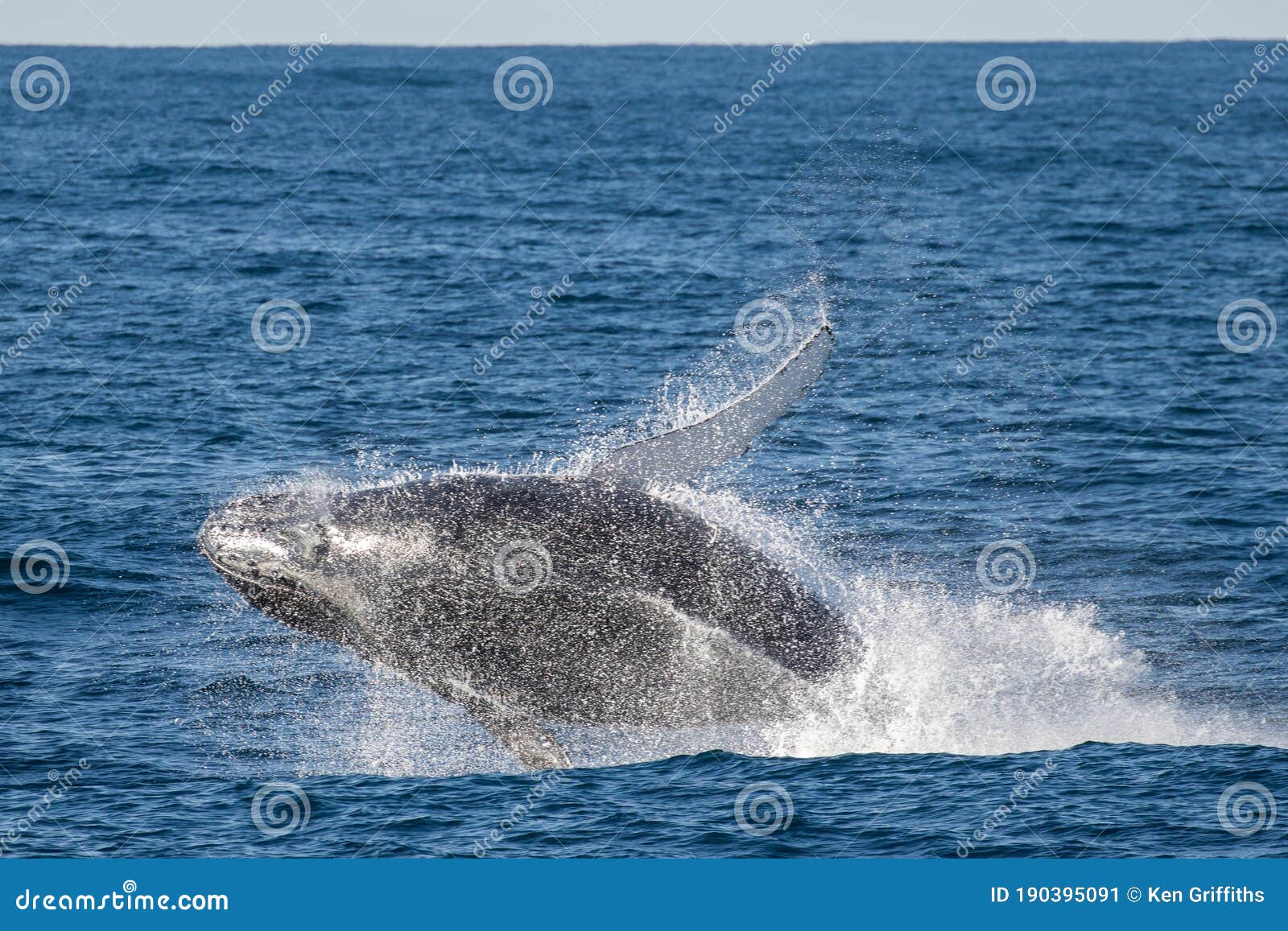 Humpback whale stock image. Image of breaching, novaeangliae - 190395091