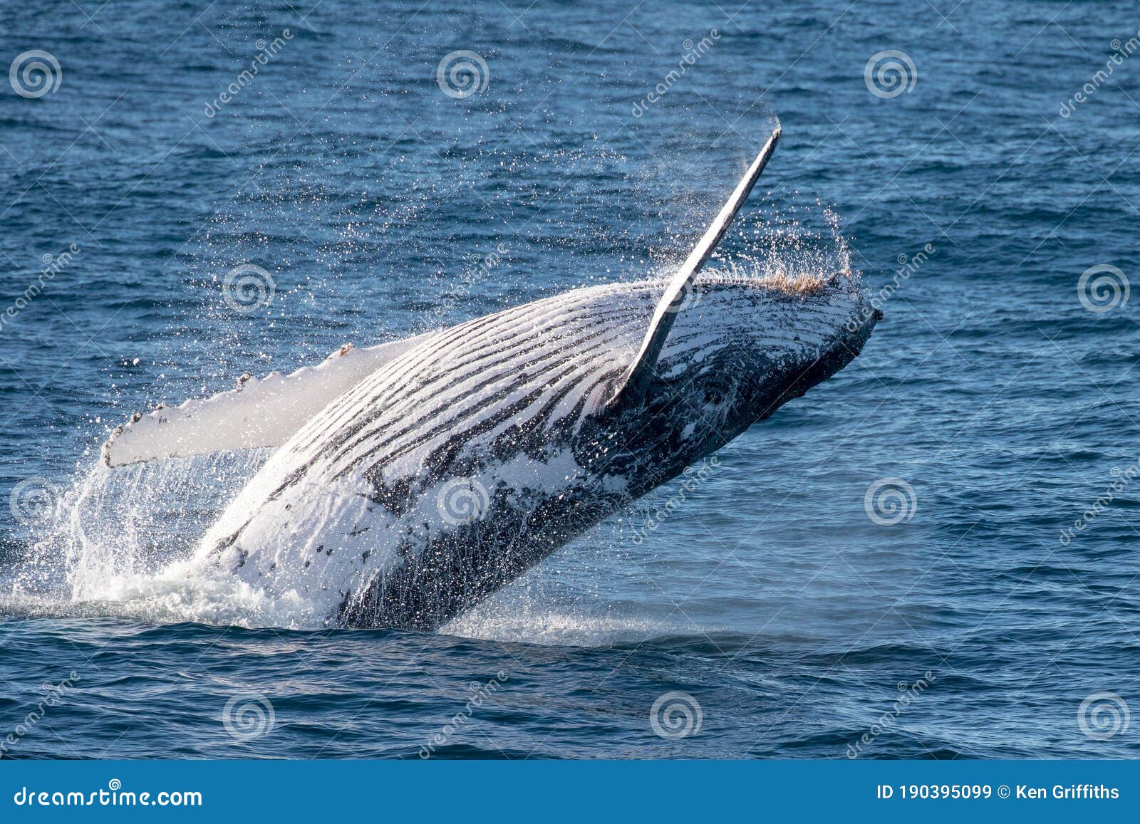 Humpback whale stock image. Image of splash, whale, making - 190395099