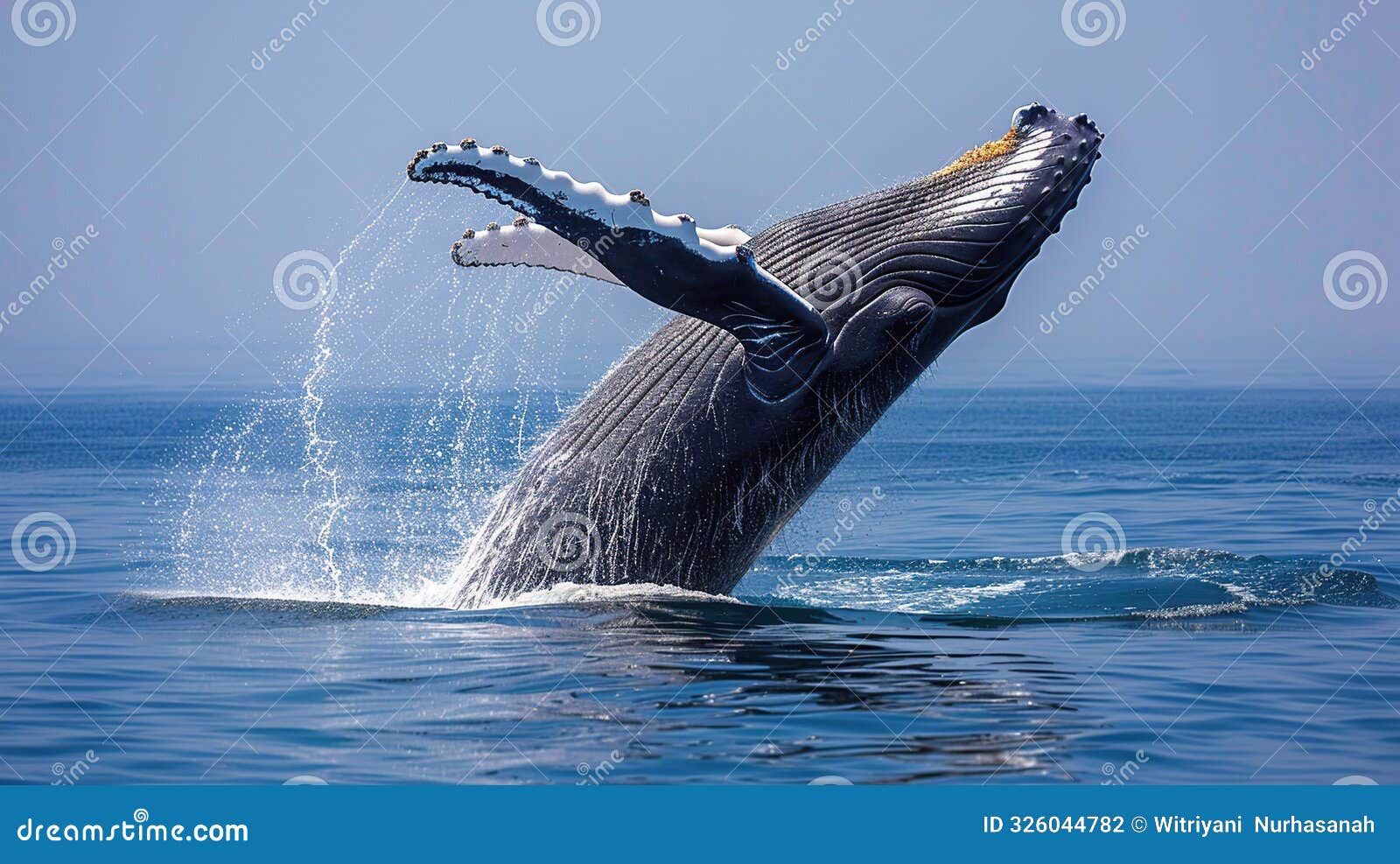 Humpback Whale Breaching in the Ocean Stock Illustration - Illustration ...