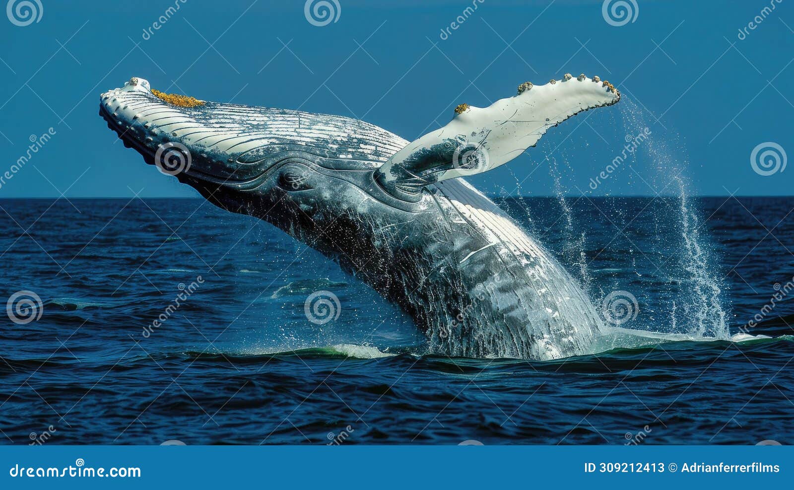 Humpback Whale Breaching with Water Splash. Stock Image - Image of ...