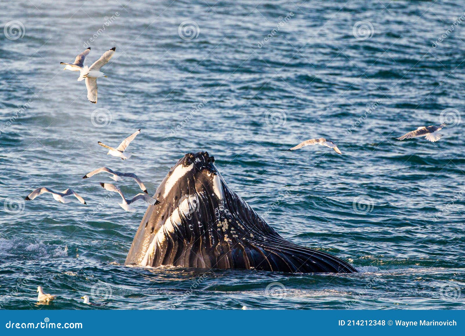 Humpback Whale Bubble-netting As they Hunt in the Arctic Stock Photo ...