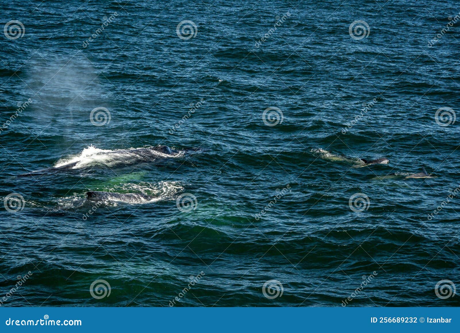 Humpback Whale in Cape Cod Whale Watching while Blowing Stock Photo ...