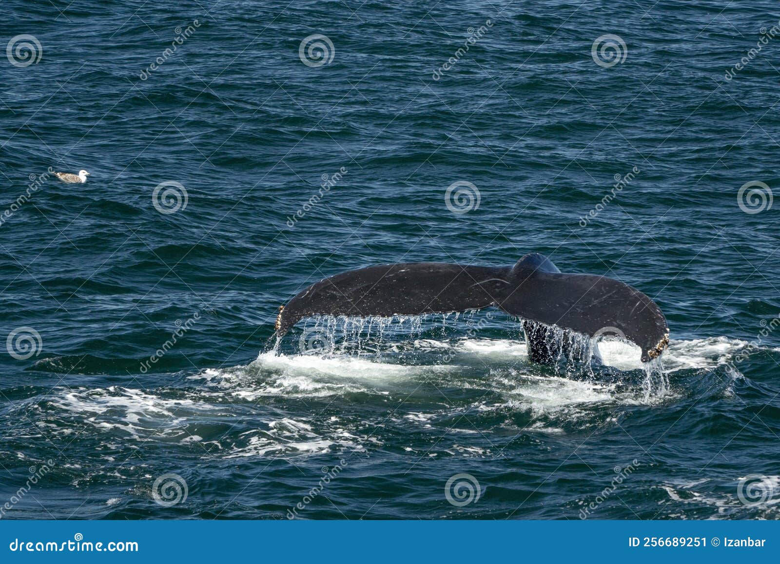 Humpback Whale in Cape Cod Whale Watching while Blowing Stock Image ...