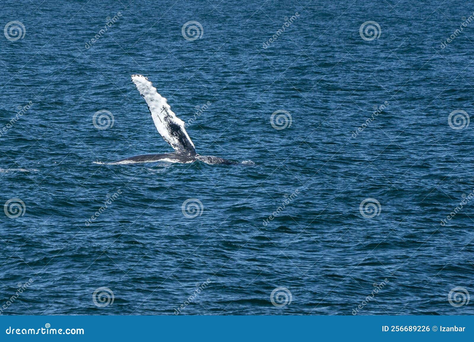 Humpback Whale in Cape Cod Whale Watching while Flapping Fin Stock ...